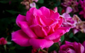 Double Knockout Roses – The Most Popular Rose | The Tree Center™