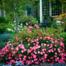 Pink Drift® Rose Bushes For Sale Online | The Tree Center™