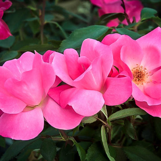 Pink Knockout Rose Bushes For Sale Online | The Tree Center™