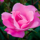 Pink Knockout Rose Bushes For Sale Online | The Tree Center™
