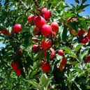 Pink Lady Apple Trees For Sale Online | The Tree Center™