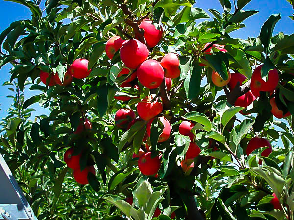 Pink Lady Apple Trees For Sale Online | The Tree Center™