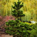Oregon Green Austrian Pine For Sale | The Tree Center™