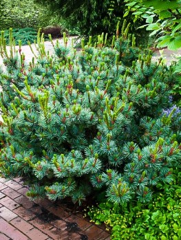 Oregon Green Austrian Pine For Sale | The Tree Center™