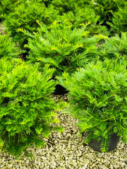 Buy Yew Trees Online | The Tree Center™