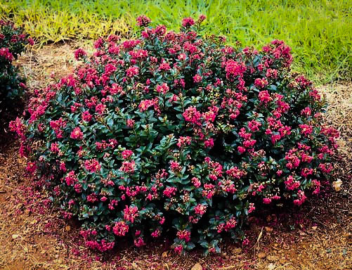 Pocomoke Crape Myrtle For Sale Online | The Tree Center