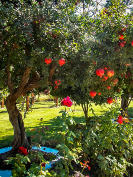 Wonderful Pomegranate For Sale | The Tree Center™
