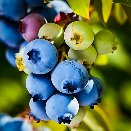 Buy Powder Blue Blueberry Bushes Online | The Tree Center™