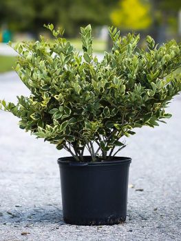 California Privet For Sale | The Tree Center™