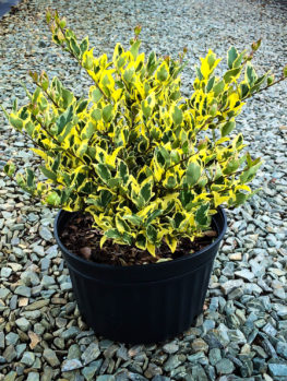 Wavy Leaf Privet Ligustrum For Sale | The Tree Center™