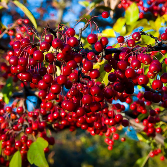 Aronia Red Chokeberry Bushes For Sale | The Tree Center™