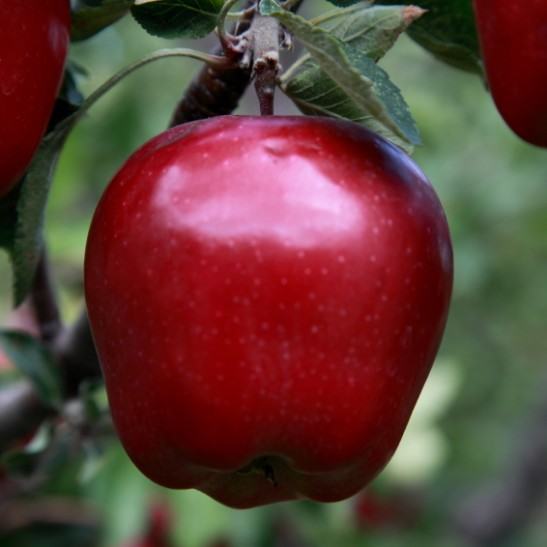 Red Delicious Apple Trees For Sale | The Tree Center