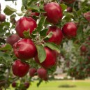 Red Delicious Apple Trees For Sale | The Tree Center