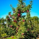 Red Delicious Apple Trees For Sale | The Tree Center
