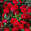 Red Drift® Rose Bushes For Sale Online | The Tree Center™