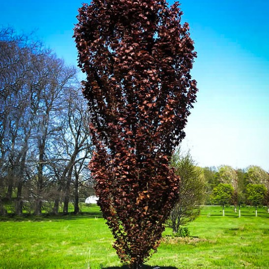 Red Obelisk European Beech For Sale Online | The Tree Center