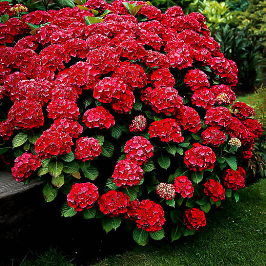 Red Sensation Hydrangeas For Sale Online | The Tree Center™
