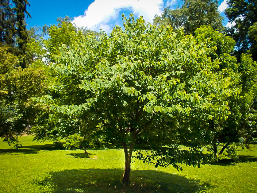 Appalachian Redbud Trees For Sale Online | The Tree Center™