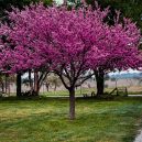 Appalachian Redbud Trees For Sale Online | The Tree Center™