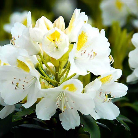 Lemon Ice Rhododendron Chionoides For Sale Online | The Tree Center