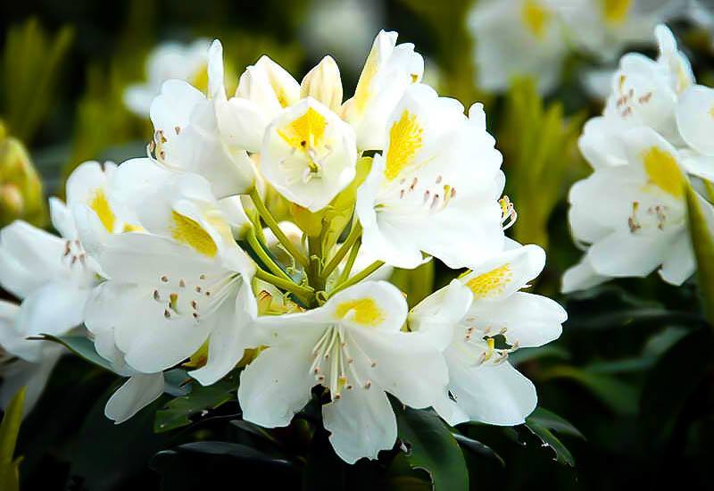 Lemon Ice Rhododendron Chionoides For Sale Online | The Tree Center