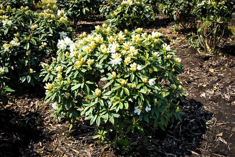 Lemon Ice Rhododendron Chionoides For Sale Online | The Tree Center
