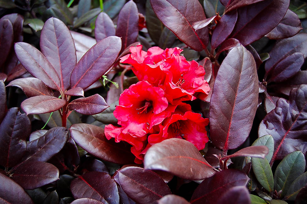 Everred Rhododendrons For Sale | The Tree Center™