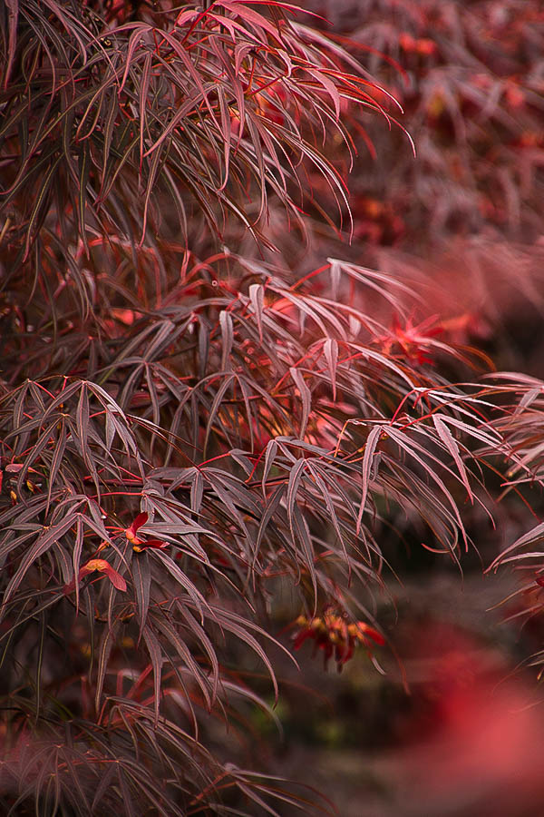 Ribbon Leaf Japanese Maple Trees For Sale | The Tree Center™
