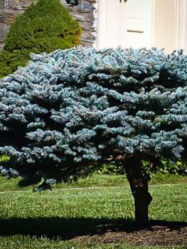 Colorado Blue Spruce For Sale Online | The Tree Center