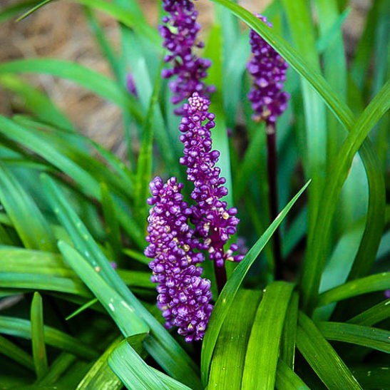 Royal Purple Liriope Plants For Sale Online | The Tree Center™