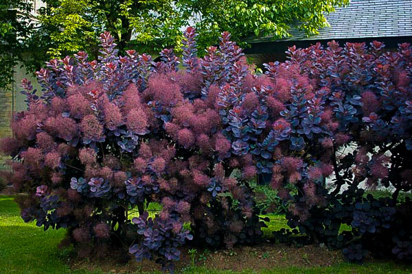 Royal Purple Smoke Trees For Sale Online | The Tree Center™