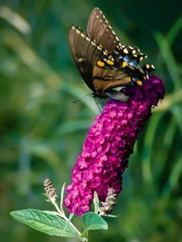 Asian Moon Butterfly Bush | The Tree Center™