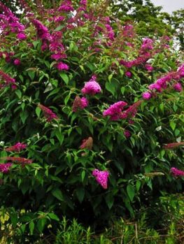 Buddleia Asian Moon Site