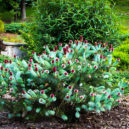 Ruby Teardrops Colorado Spruce For Sale | The Tree Center™