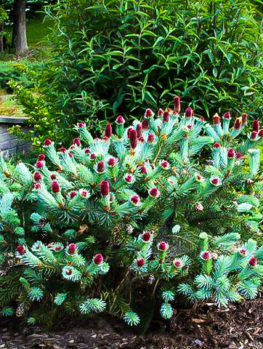 Buy Spruce Trees Online | Spruce Trees for Sale | The Tree Center™