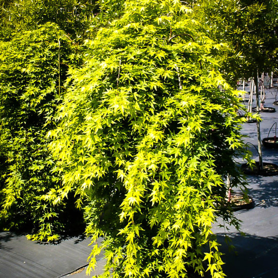 Ryusen Japanese Maple For Sale Online | The Tree Center