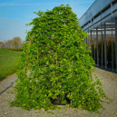 Ryusen Japanese Maple For Sale Online | The Tree Center