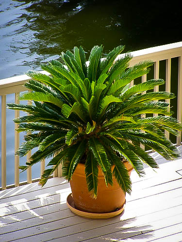 King Sago Palm Tree For Sale Online | The Tree Center™
