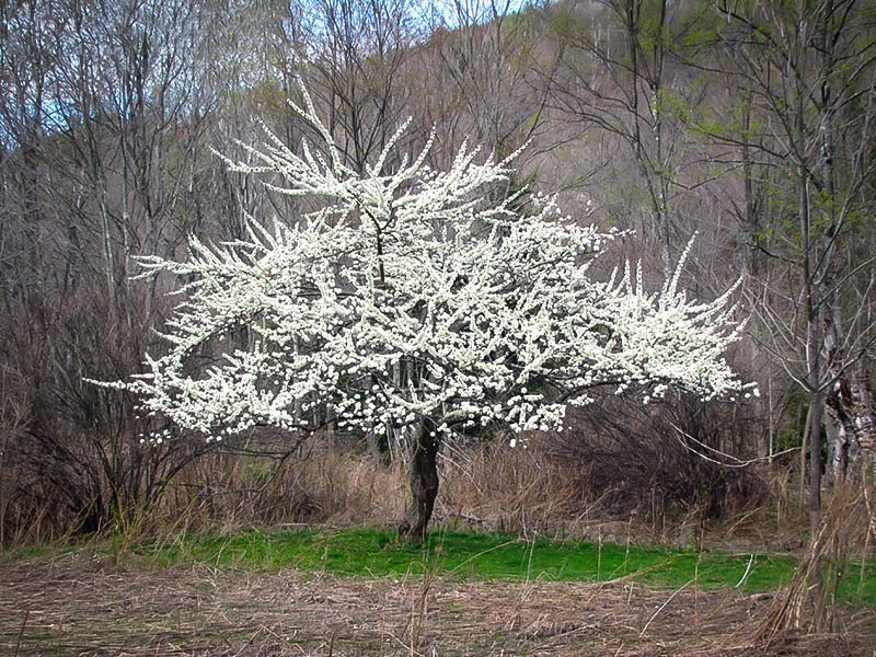 Santa Rosa Plum For Sale Online | The Tree Center