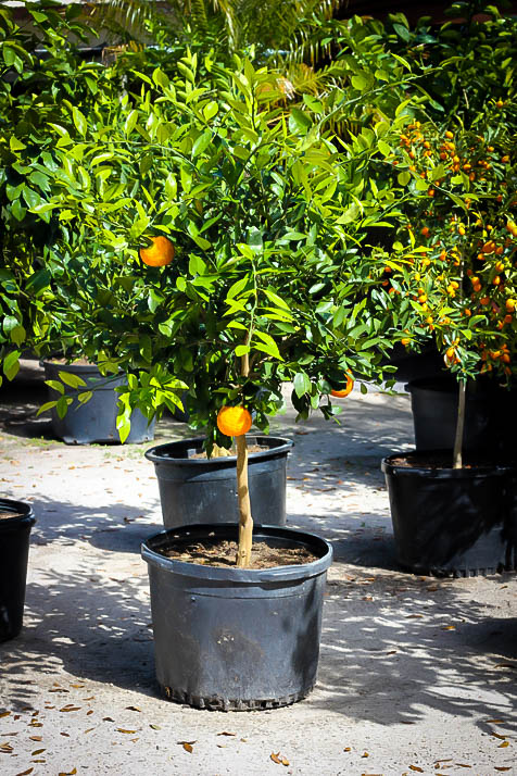 Okitsu Satsuma Mandarin Tree For Sale Online | The Tree Center