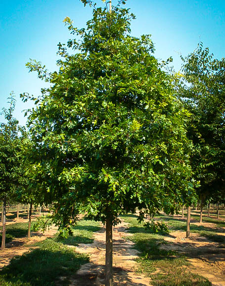 Scarlet Oak Tree For Sale Online | The Tree Center