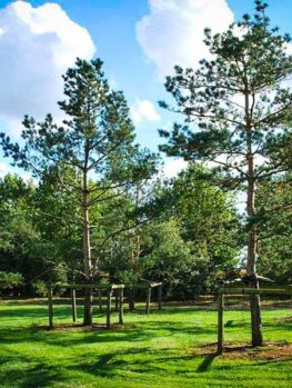 Oregon Green Austrian Pine For Sale | The Tree Center™