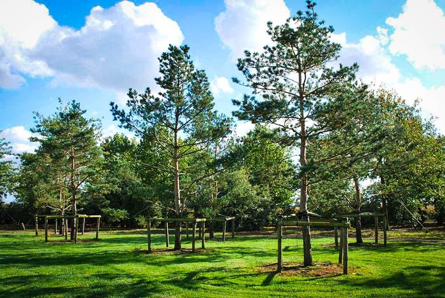 Scots Pine Trees For Sale Online | The Tree Center™