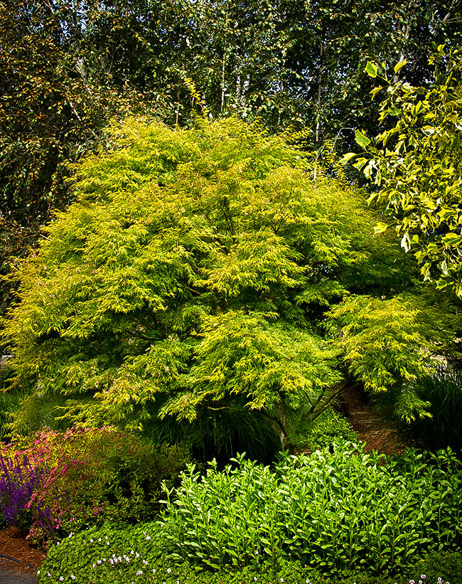 Seiryu Japanese Maple Trees For Sale | The Tree Center™