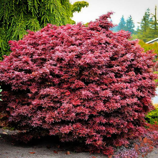 Shaina Japanese Maple Trees For Sale | The Tree Center™