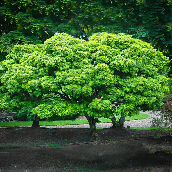 Sharp's Pygmy Japanese Maple For Sale Online | The Tree Center