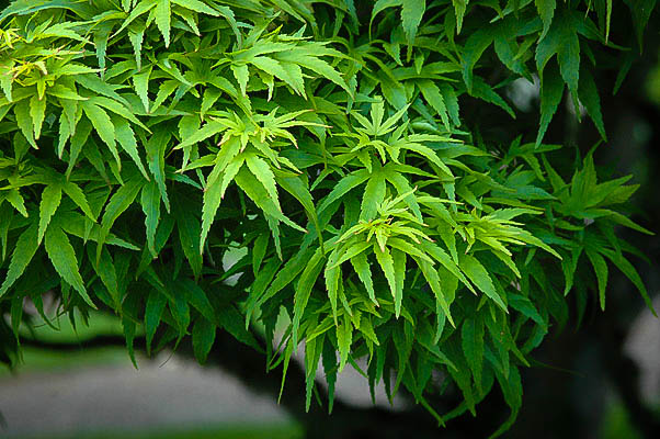 Sharp's Pygmy Japanese Maple For Sale Online | The Tree Center