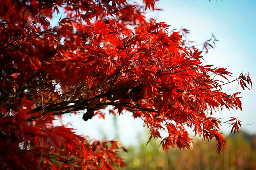 Sherwood Flame Japanese Maple For Sale Online | The Tree Center