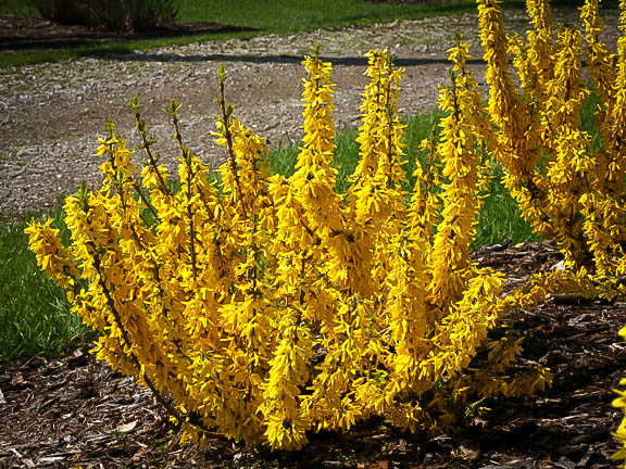 Show Off Forsythia For Sale Online | The Tree Center