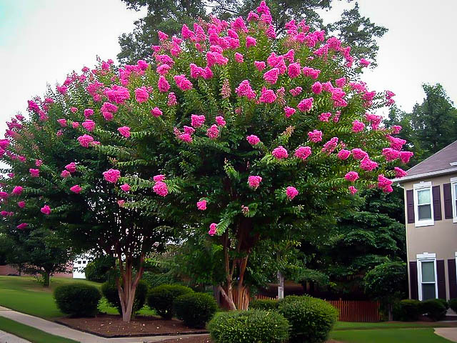 Sioux Crape Myrtle For Sale Online | The Tree Center